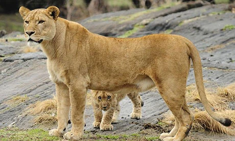 Lioness | Prehistoric Monsters Wiki | Fandom