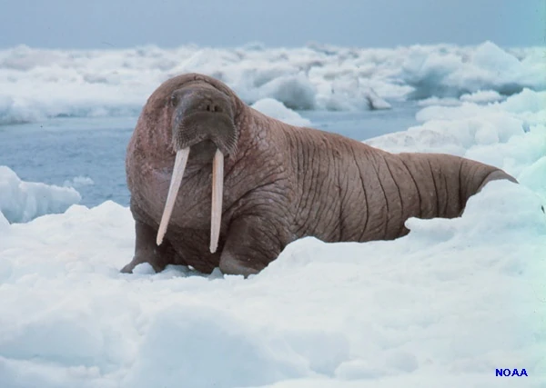 Walrus | Prehistoric Monsters Wiki | Fandom