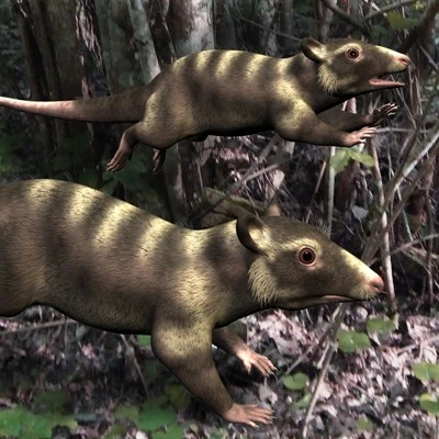 Purgatorius | Prehistoric Monsters Wiki | Fandom