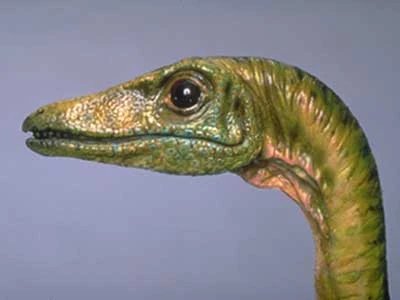 Compsognathus | Prehistoric Monsters Wiki | Fandom