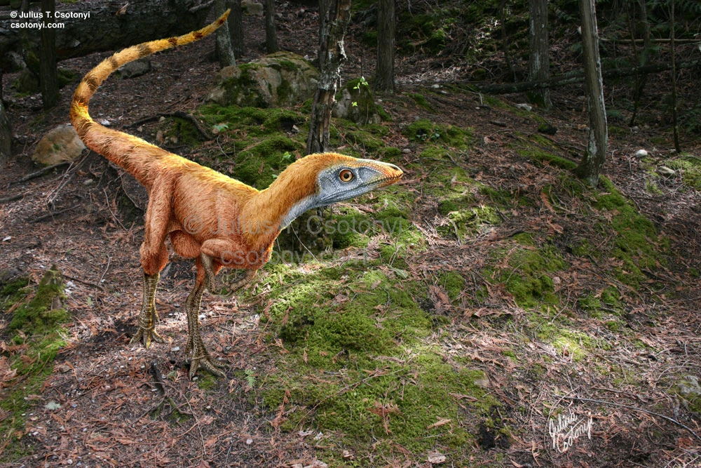 Sinosauropteryx | Prehistoric Monsters Wiki | Fandom