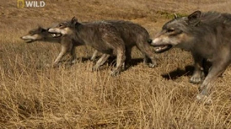 Dire Wolf | Prehistoric Monsters Wiki | Fandom