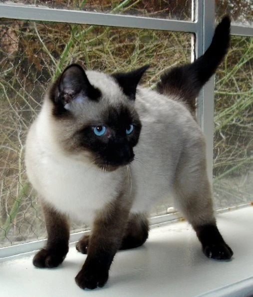 Siamese Cat | Prehistoric Monsters Wiki | Fandom