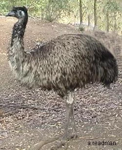 Emu | Prehistoric Monsters Wiki | Fandom