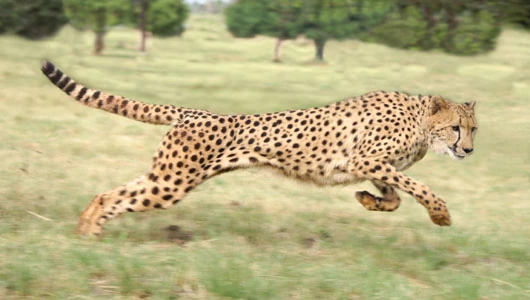 Cheetah | Prehistoric Monsters Wiki | Fandom