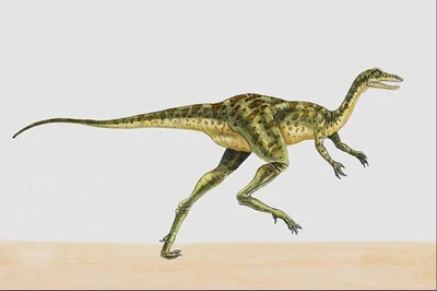 Coelurus | Prehistoric Monsters Wiki | Fandom