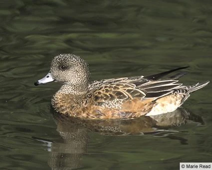 Wigeon | Prehistoric Monsters Wiki | Fandom