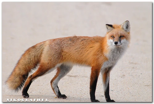 Red Fox | Prehistoric Monsters Wiki | Fandom