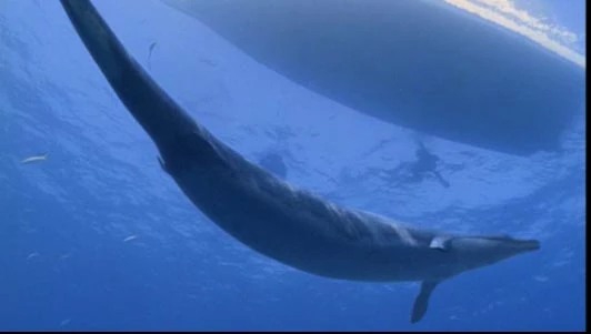 Basilosaurus | Prehistoric Monsters Wiki | Fandom