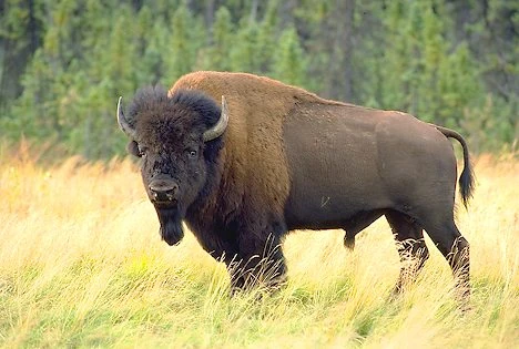Bison | Prehistoric Monsters Wiki | Fandom