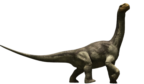 Camarasaurus | Prehistoric Monsters Wiki | Fandom
