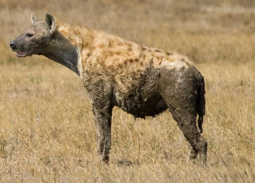 Hyena | Prehistoric Monsters Wiki | Fandom