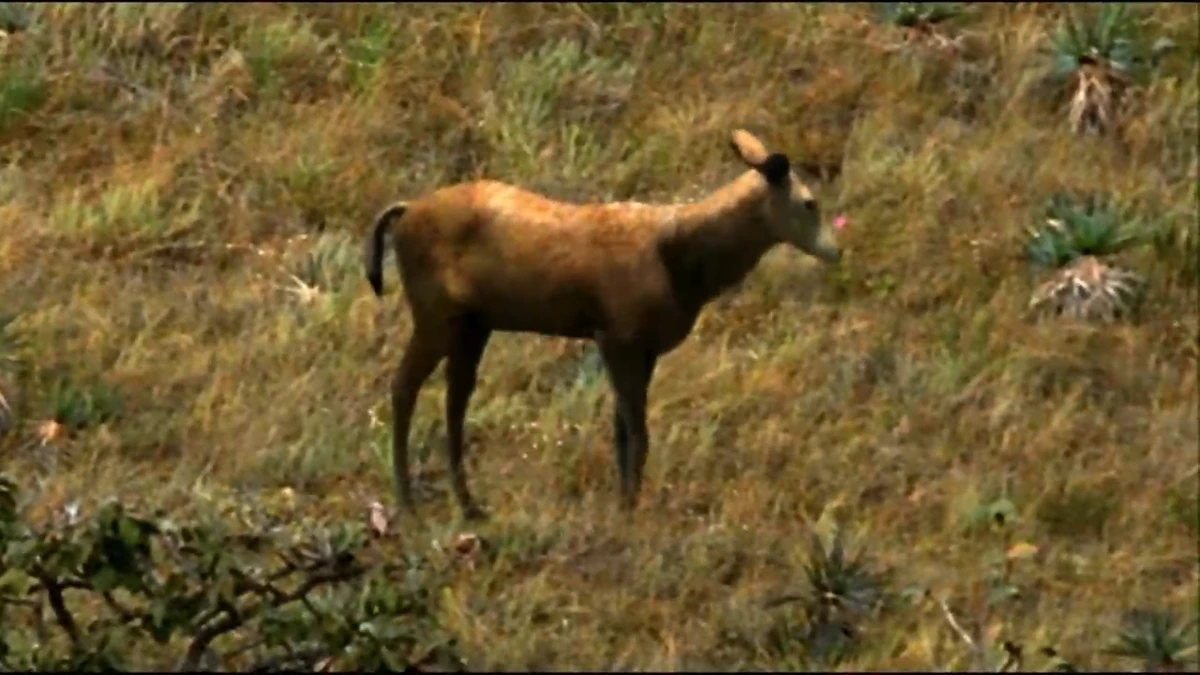 Red Brocket | Prehistoric Park Wiki | Fandom