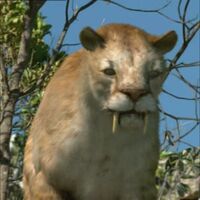 Smilodon | Prehistoric Park Wiki | Fandom