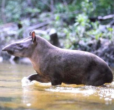 Vero Tapir | Prehistoric Park Fanon Wiki | Fandom