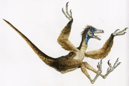 Sinornithosaurus | Prehistoric Park Fanon Wiki | Fandom