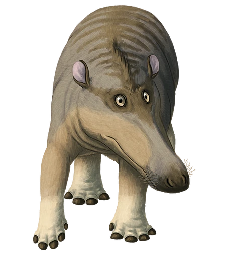 Pakicetus | PrehistoricPokemon Wiki | Fandom