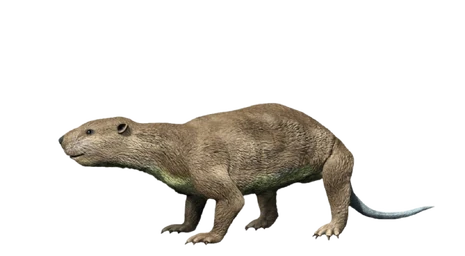 Didelphodon | PrehistoricPokemon Wiki | Fandom