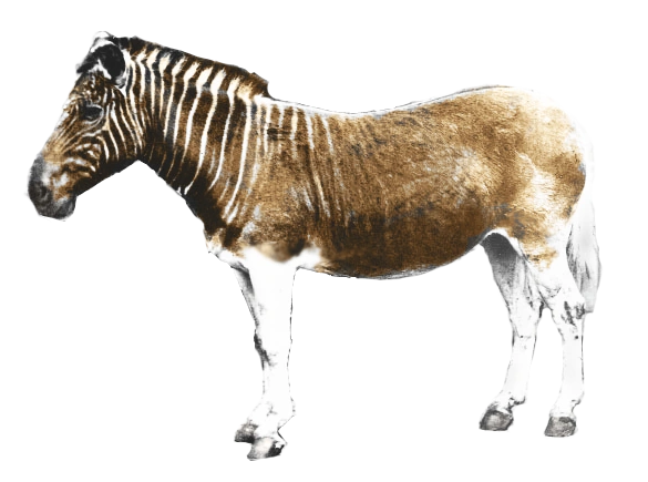 Quagga | PrehistoricPokemon Wiki | Fandom