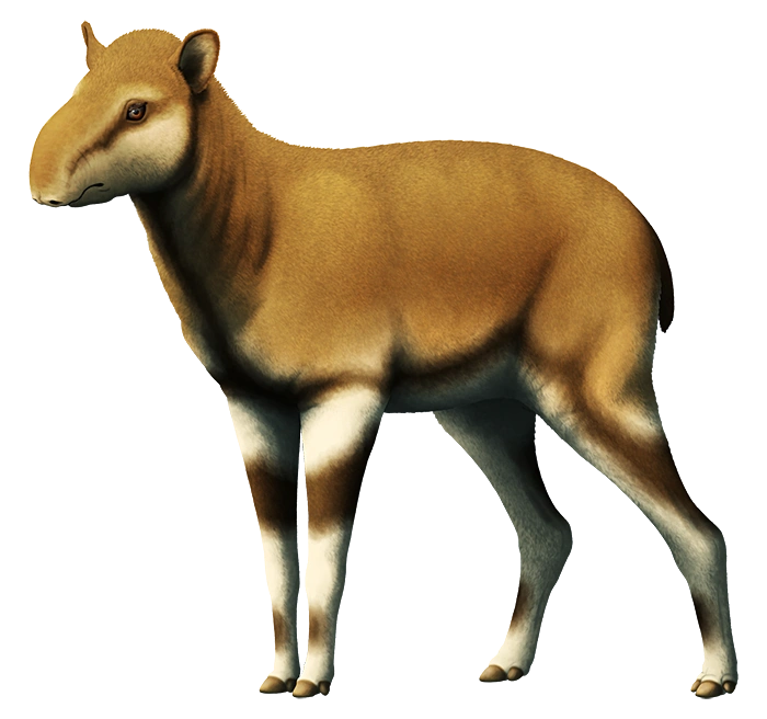 Palaeotherium | PrehistoricPokemon Wiki | Fandom