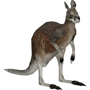 Procoptodon | PrehistoricPokemon Wiki | Fandom