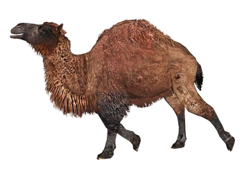Megacamelus | PrehistoricPokemon Wiki | Fandom