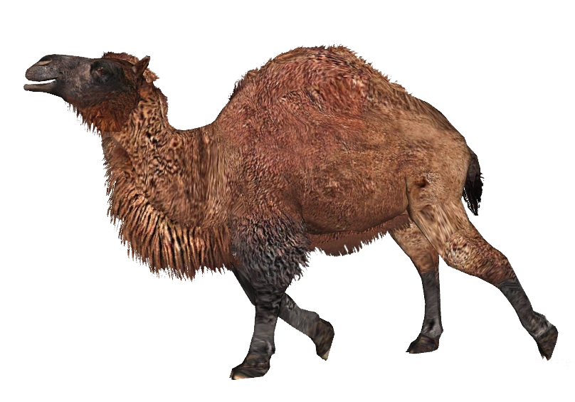 Megacamelus | PrehistoricPokemon Wiki | Fandom