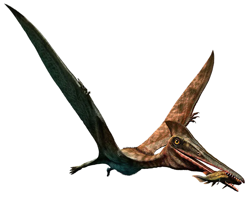 Pteranodon | PrehistoricPokemon Wiki | Fandom