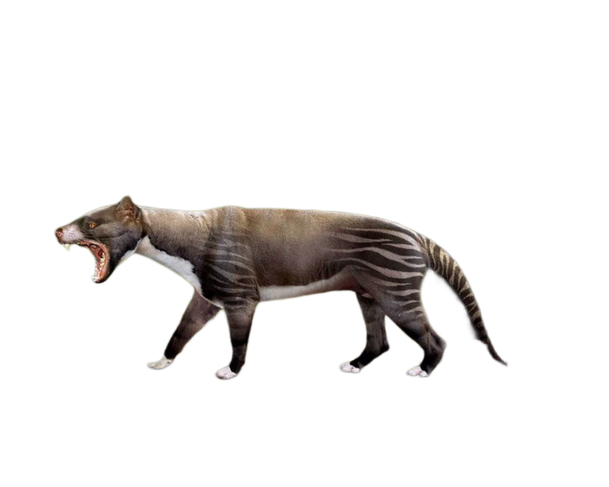 Borhyaena | PrehistoricPokemon Wiki | Fandom