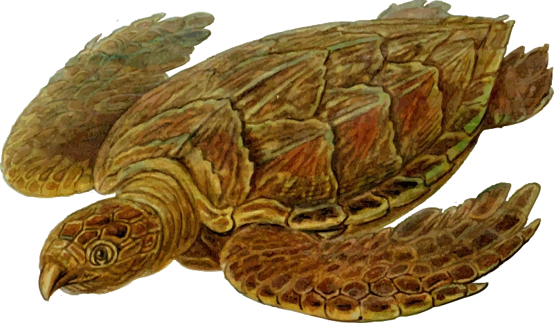 Archelon | PrehistoricPokemon Wiki | Fandom