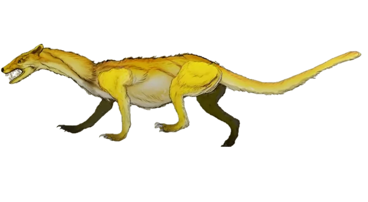 Miacis | PrehistoricPokemon Wiki | Fandom