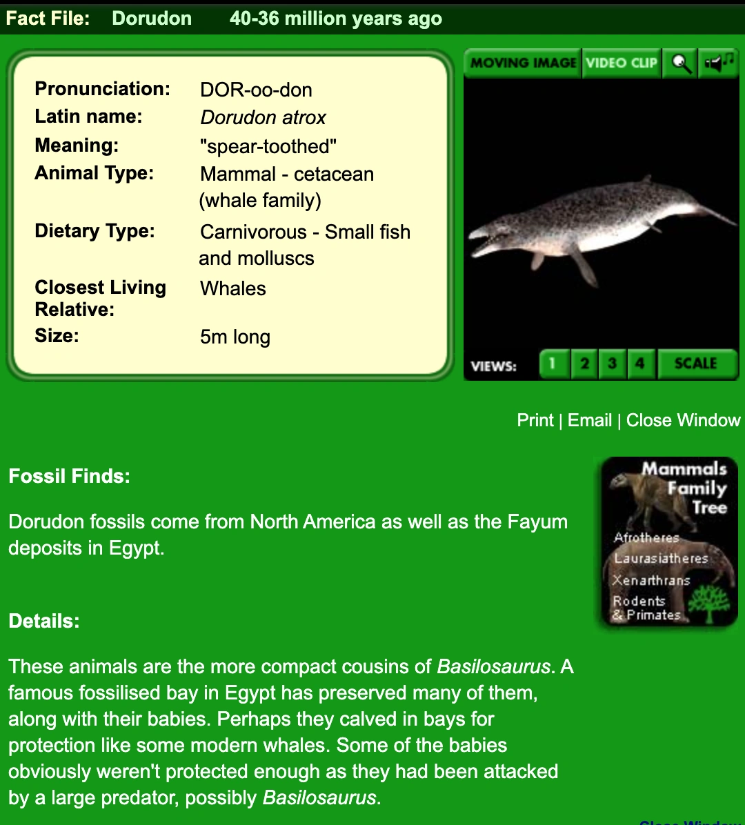 Dorudon | Paleo Media Wiki | Fandom