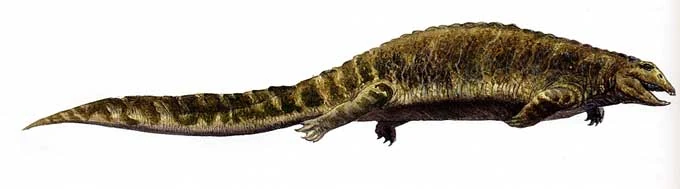 Placodus | Paleo Media Wiki | Fandom