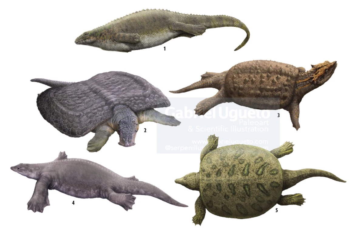 Placochelys | Paleo Media Wiki | Fandom