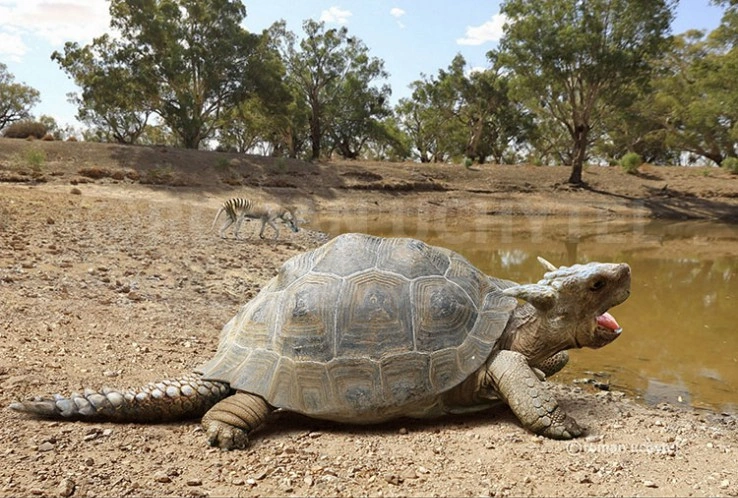 Meiolania | Paleo Media Wiki | Fandom