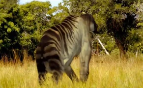 Ancylotherium | Paleo Media Wiki | Fandom