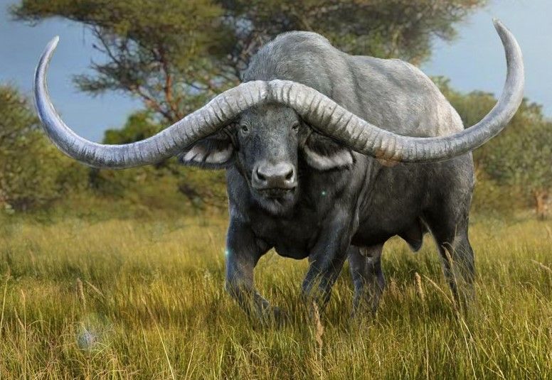 Pelorovis Paleo Media Wiki Fandom