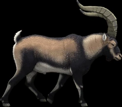 pyrenean ibex