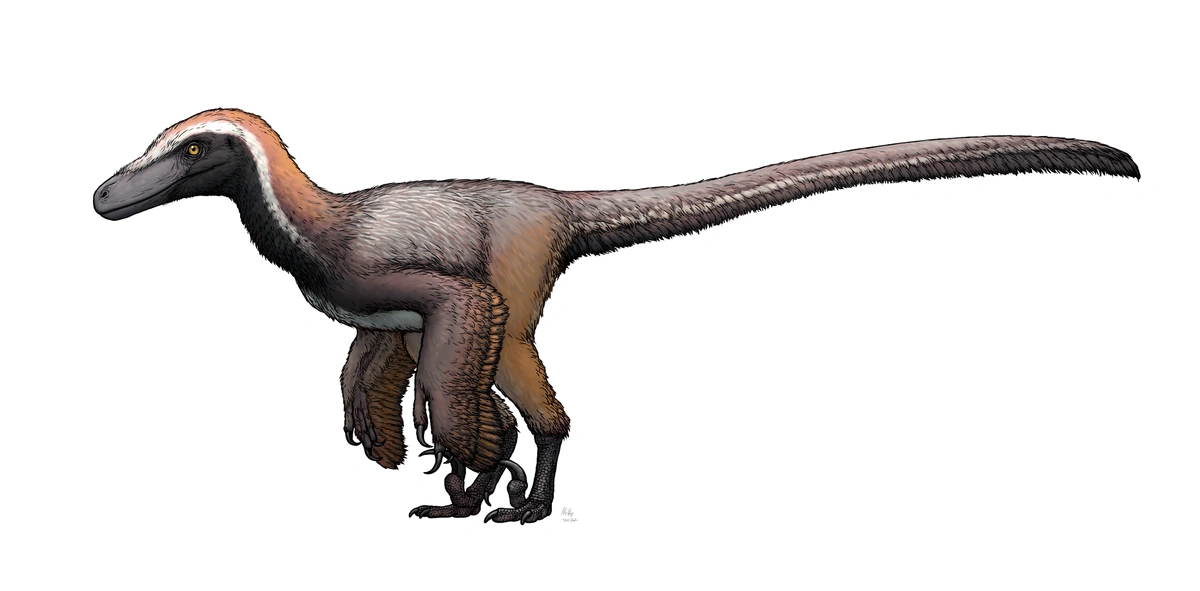 Pyroraptor | Paleo Media Wiki | Fandom