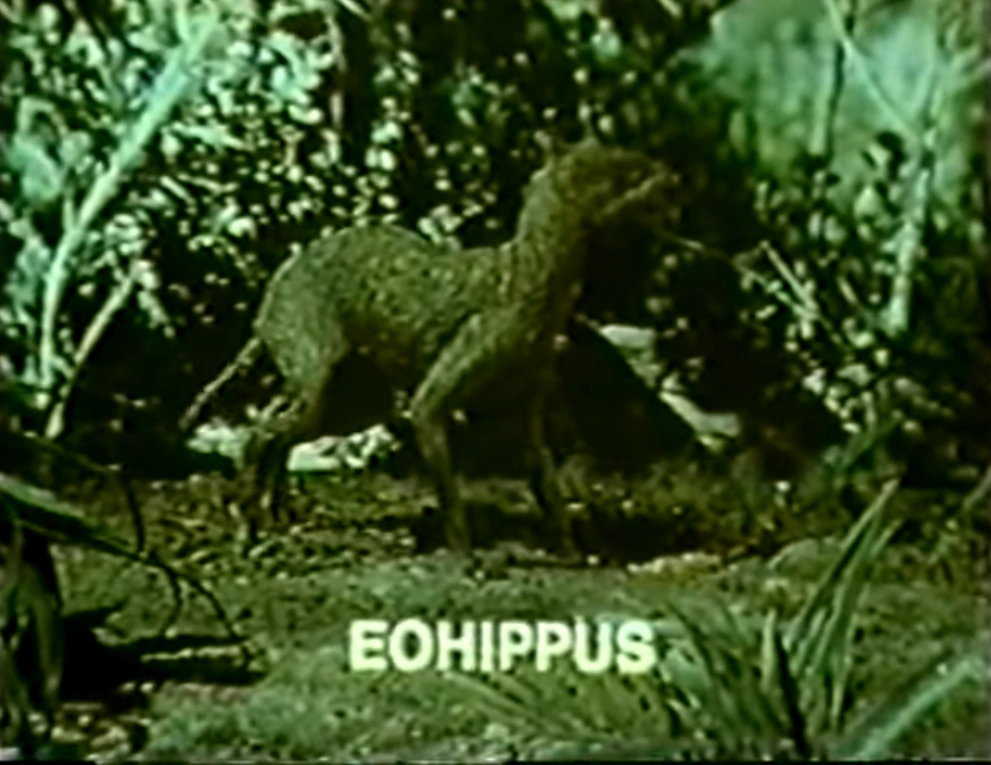 Eohippus | Paleo Media Wiki | Fandom