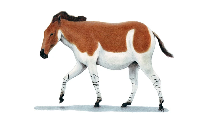 Mexican horse | Paleo Media Wiki | Fandom