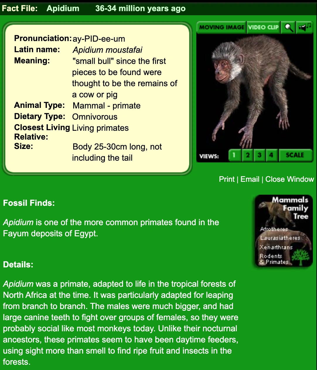 Apidium | Paleo Media Wiki | Fandom