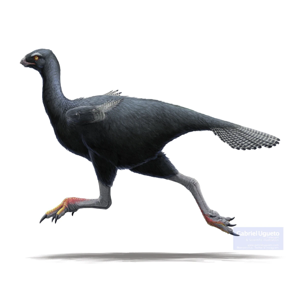 Caudipteryx | Paleo Media Wiki | Fandom