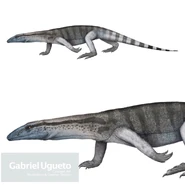 Prolacerta | Paleo Media Wiki | Fandom