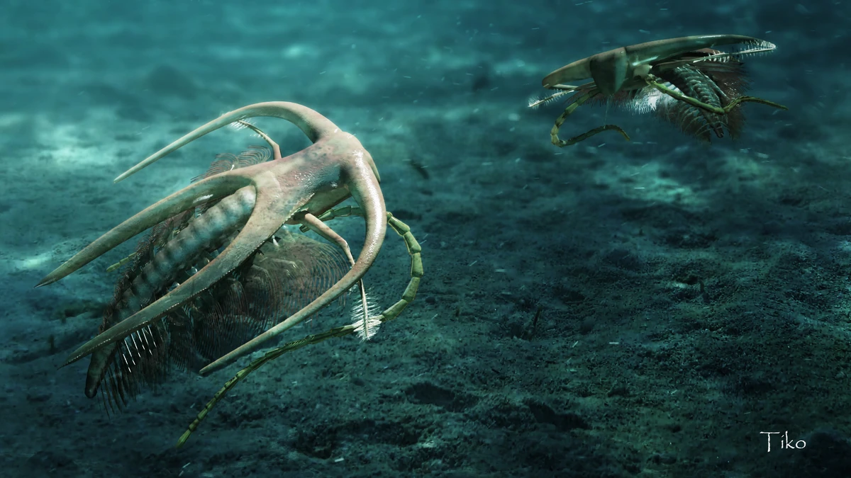 Marrella | Paleo Media Wiki | Fandom