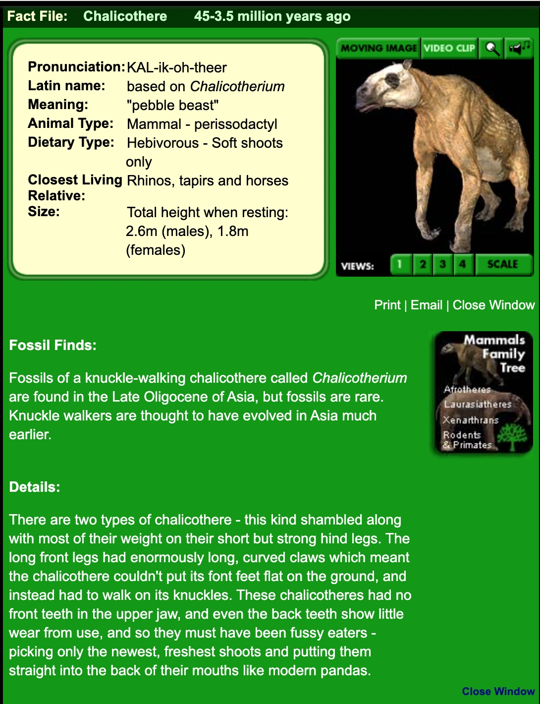 Chalicotherium | Paleo Media Wiki | Fandom