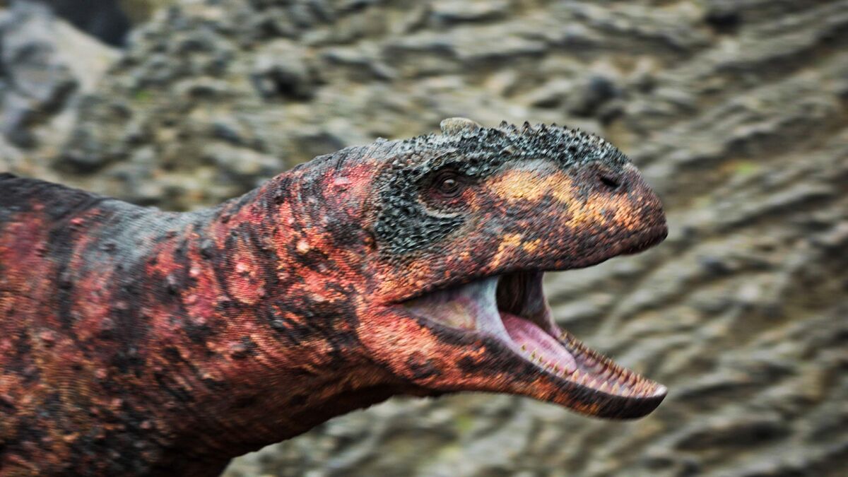 Rajasaurus Paleo Media Wiki Fandom
