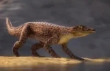 Araripesuchus | Paleo Media Wiki | Fandom