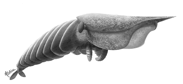 Hurdia | Paleo Media Wiki | Fandom