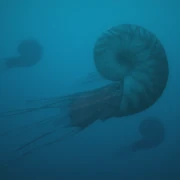 Sphenodiscus | Paleo Media Wiki | Fandom